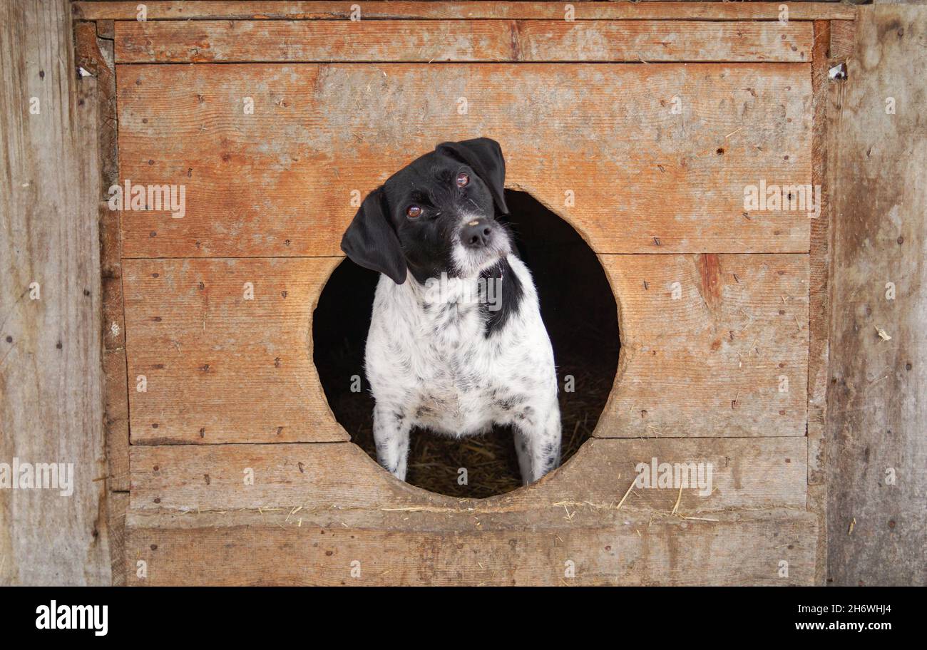 Adorable black and white spotted dog looking from his little wooden ...