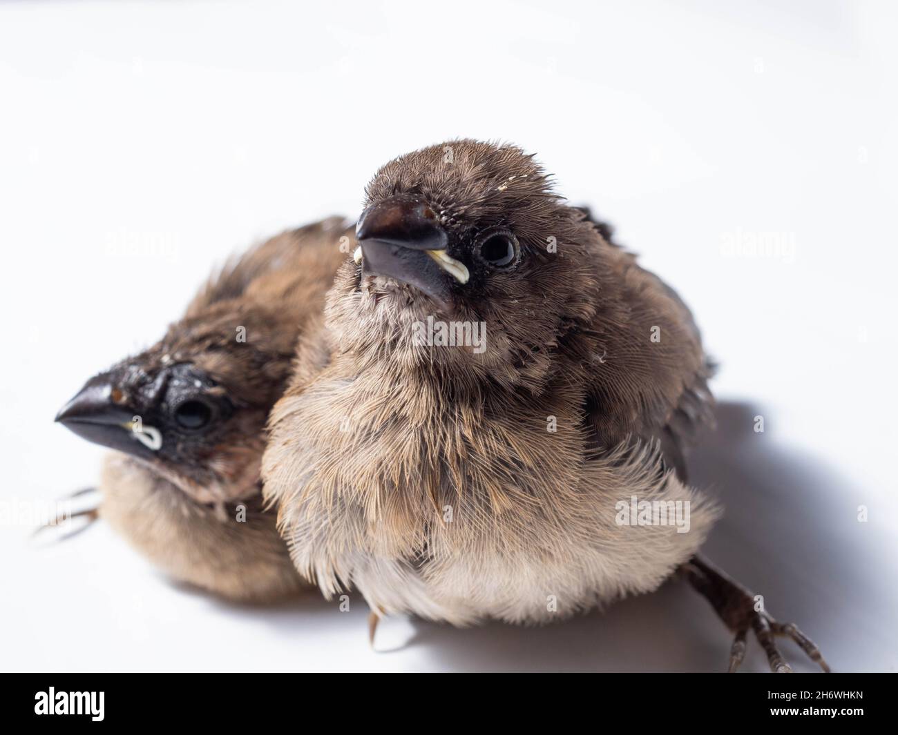 Juvenile munia bird hi-res stock photography and images - Alamy