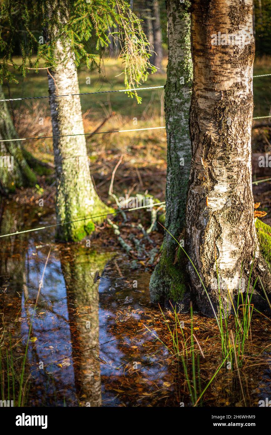 Flood in the forest, autumn flood. Trees in the water Stock Photo - Alamy