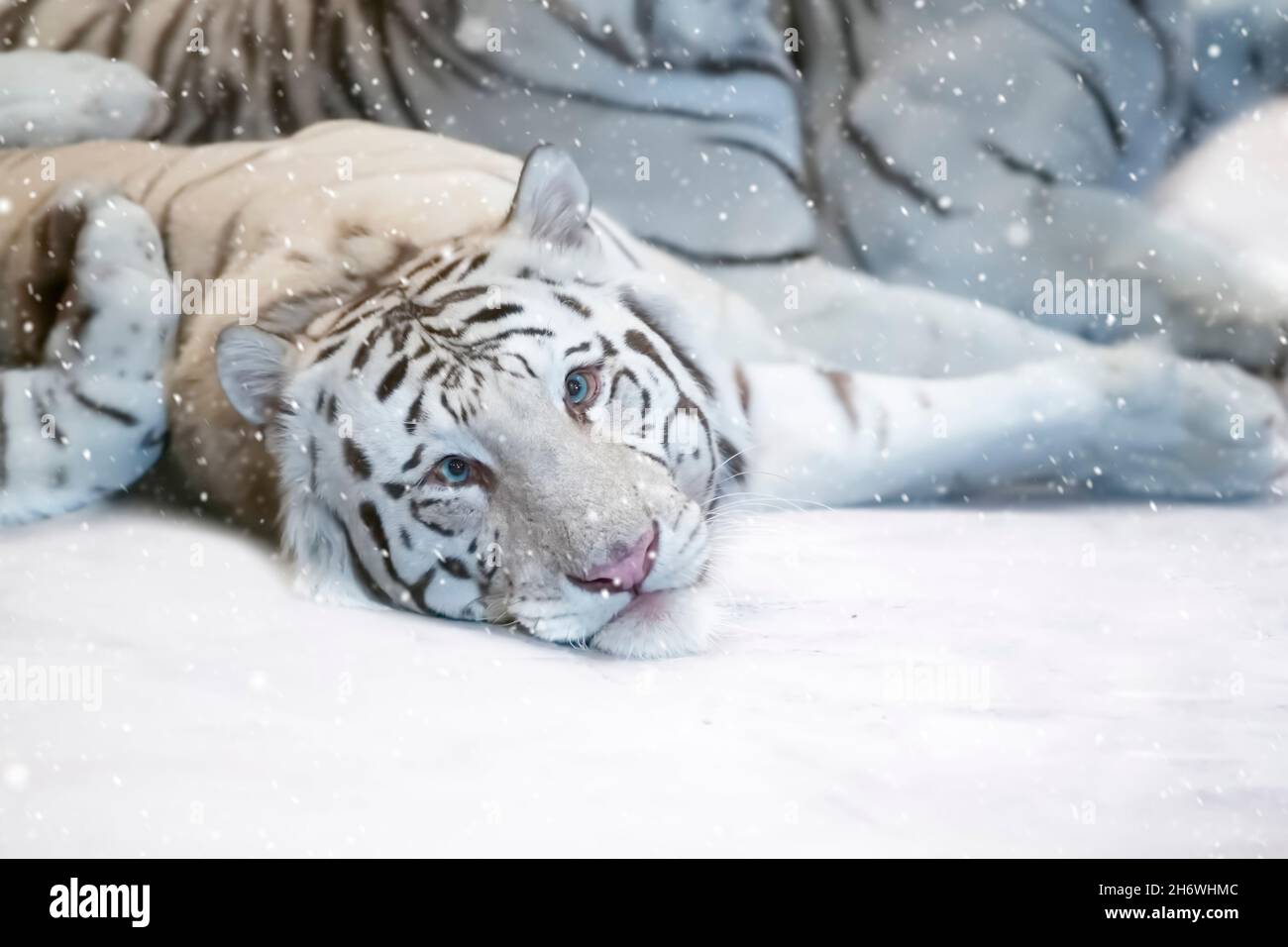 A group of beautiful white tigers covered with snow. Year of the tiger ...