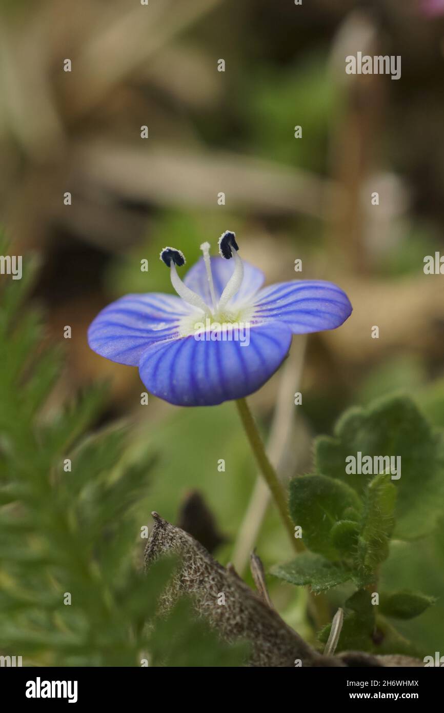Vertical shallow focus of a glorious blue Gentian flower with a ...
