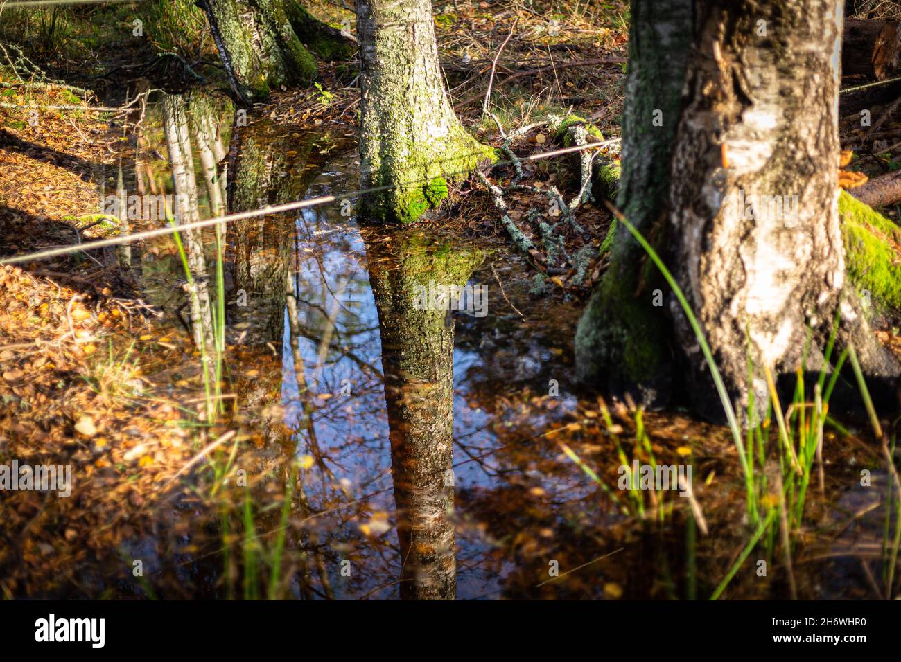 Flood in the forest, autumn flood. Trees in the water Stock Photo - Alamy