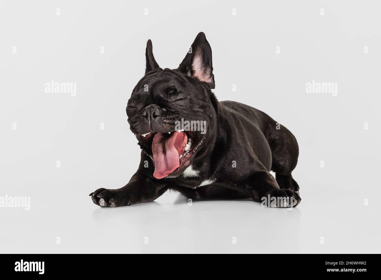 Portrait of cute doggie, French bulldog lying and yawning isolated over ...