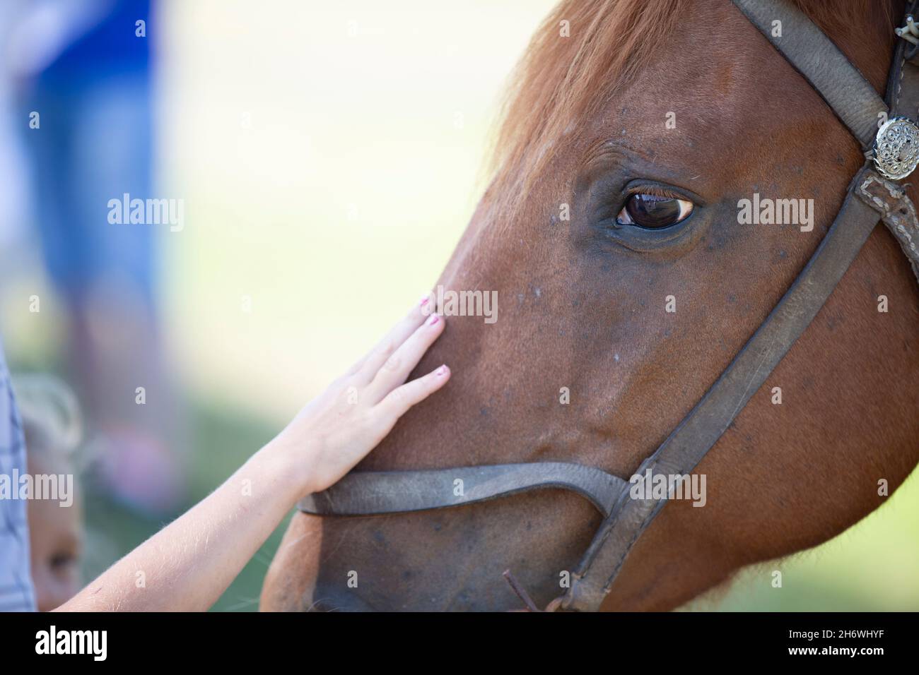 Close-up of a man's hand stroking the face of a horse Stock Photo - Alamy