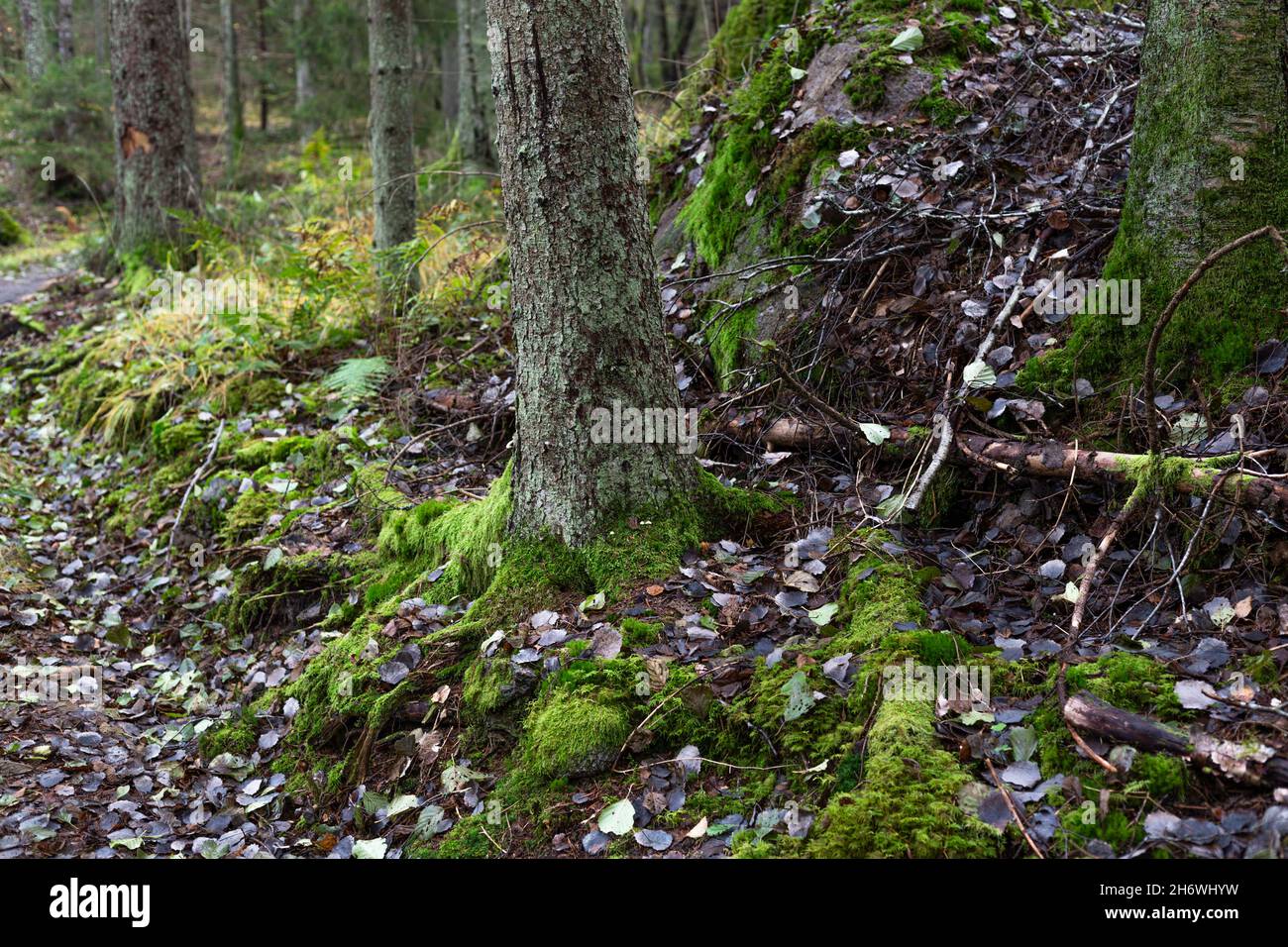Moss in the forest. Scandinavian autumn. Swedish forest. Autumn, forest ...