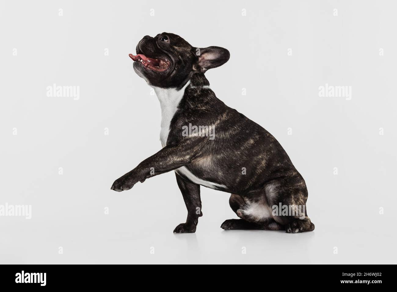 Side view of beautiful purebred dog, French bulldog lying on floor ...