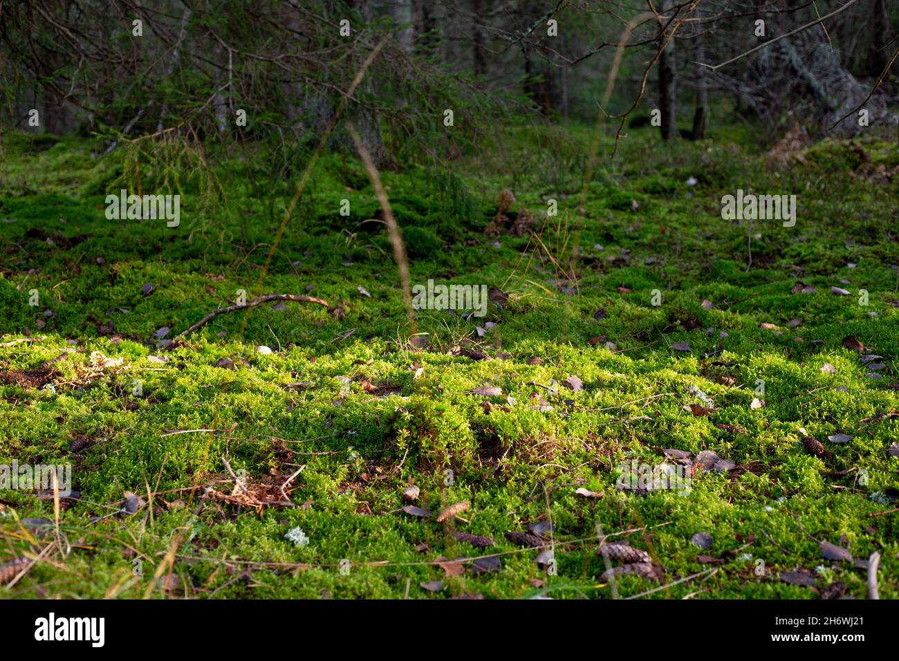 Moss in the forest. Scandinavian autumn. Swedish forest. Autumn, forest ...