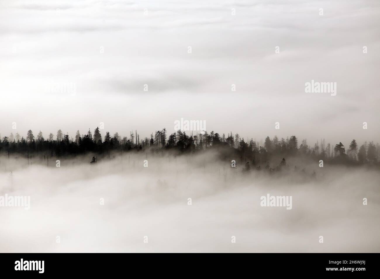 Schierke, Germany. 16th Nov, 2021. Tree tops sticking out of a fog ...