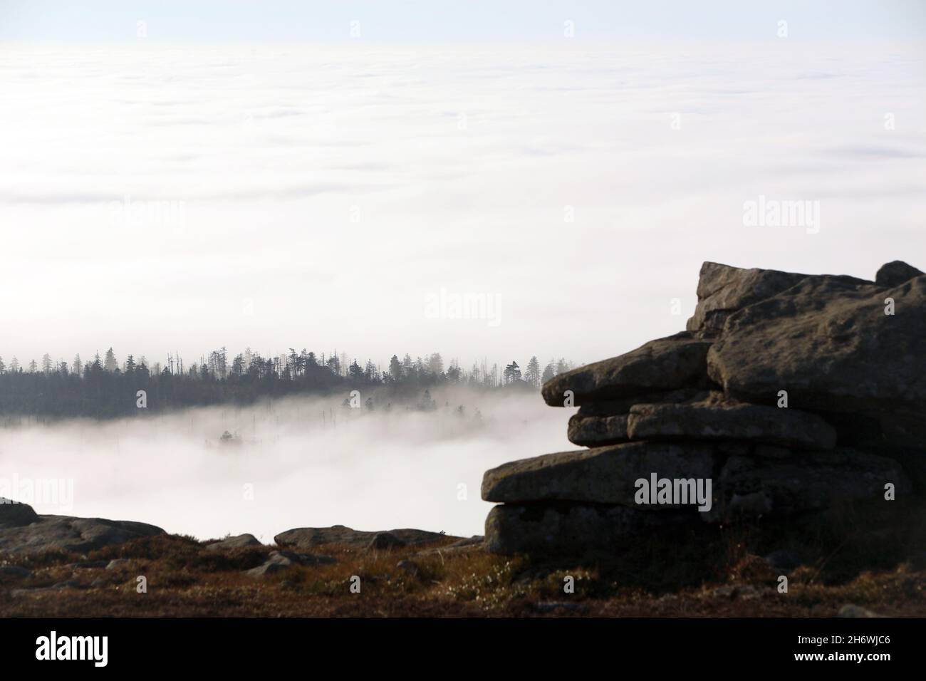 Schierke, Germany. 16th Nov, 2021. Tree tops sticking out of a fog ...