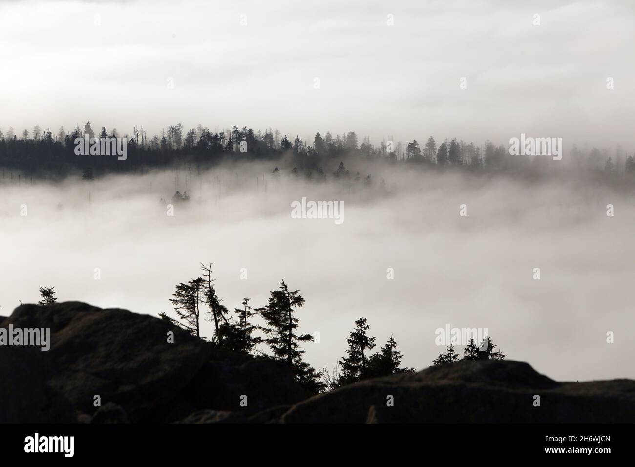 Schierke, Germany. 16th Nov, 2021. Tree tops sticking out of a fog ...