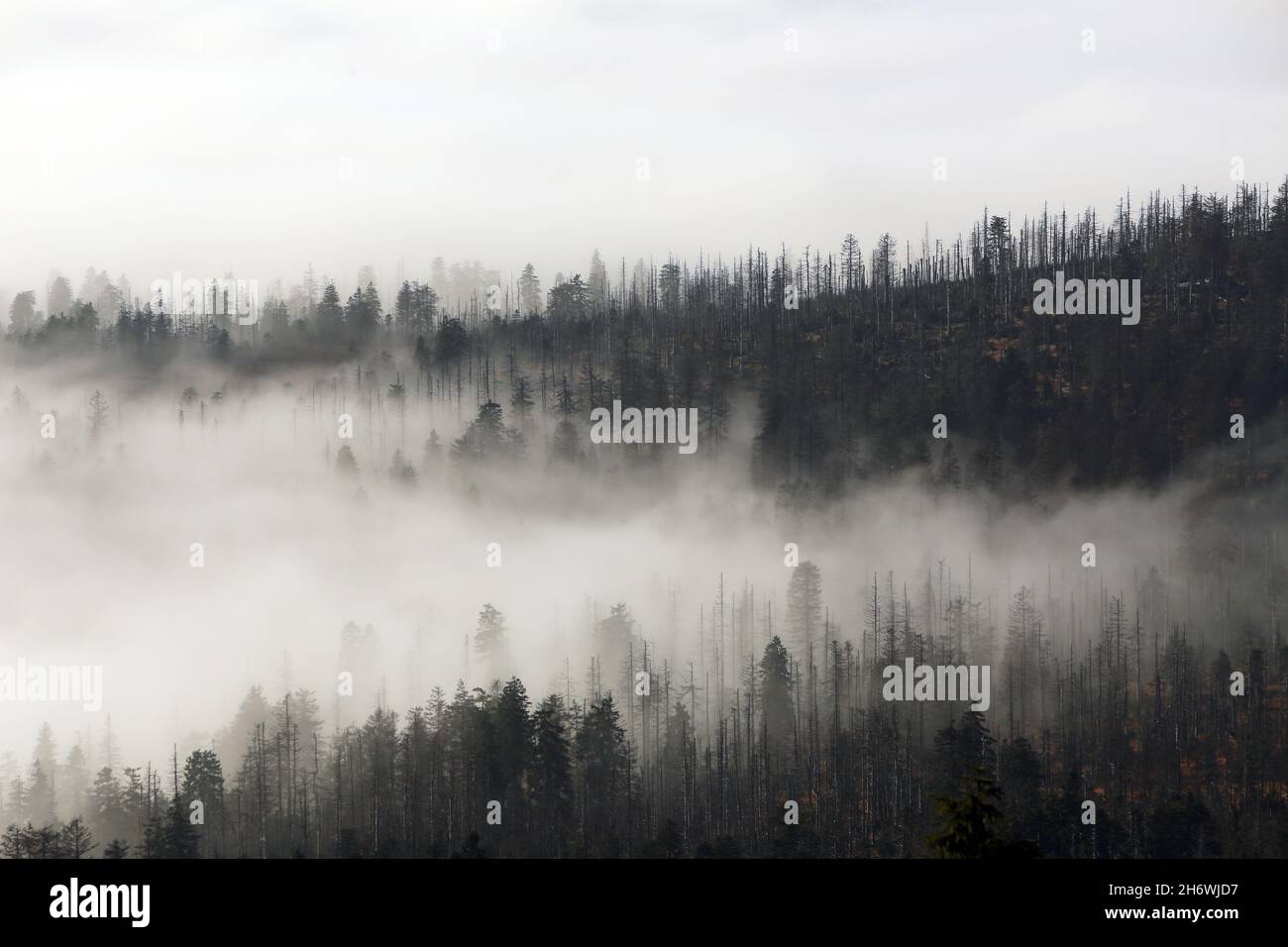 Schierke, Germany. 16th Nov, 2021. Tree tops sticking out of a fog ...