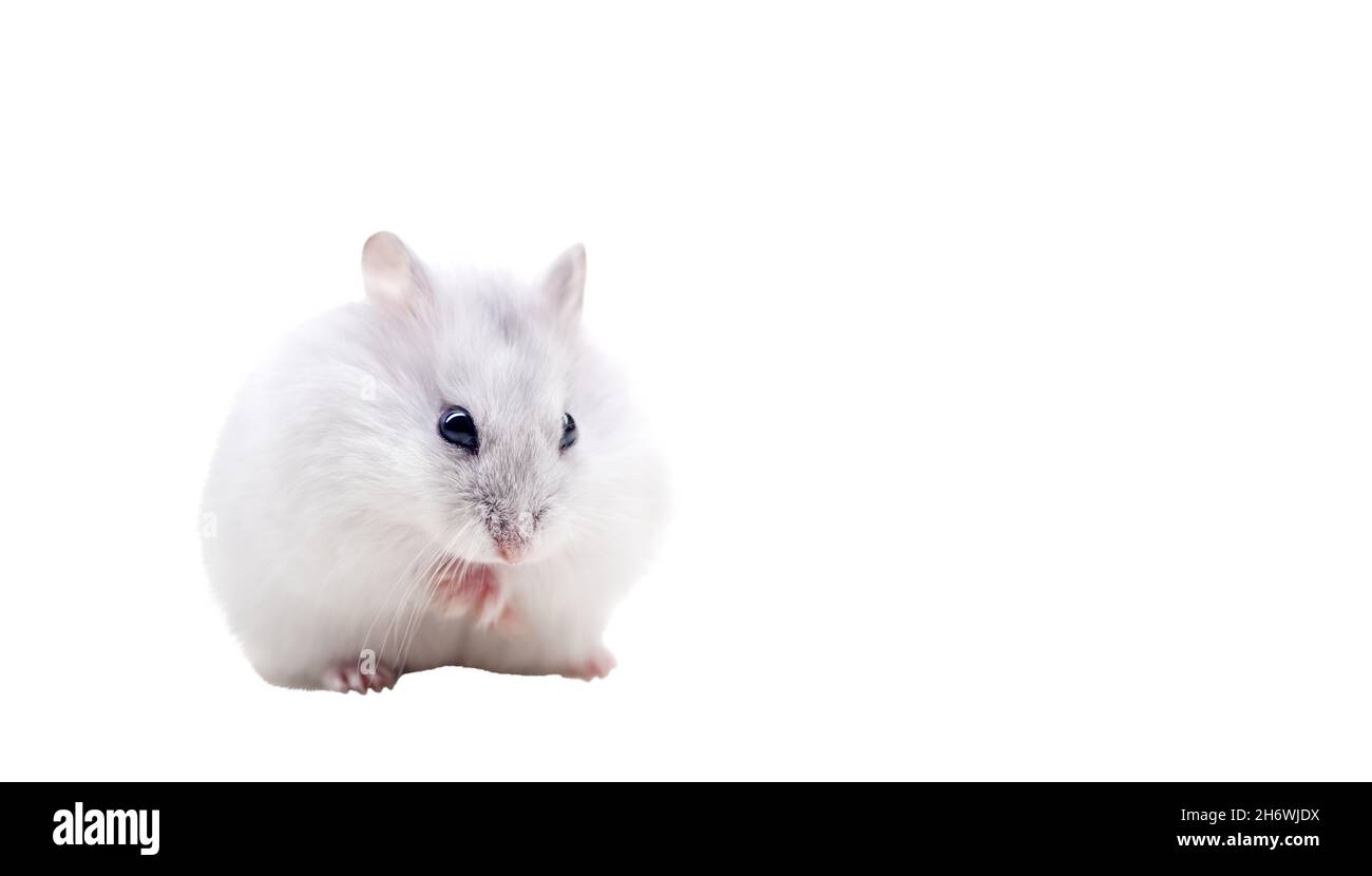 white hamster isolated on white background Stock Photo - Alamy
