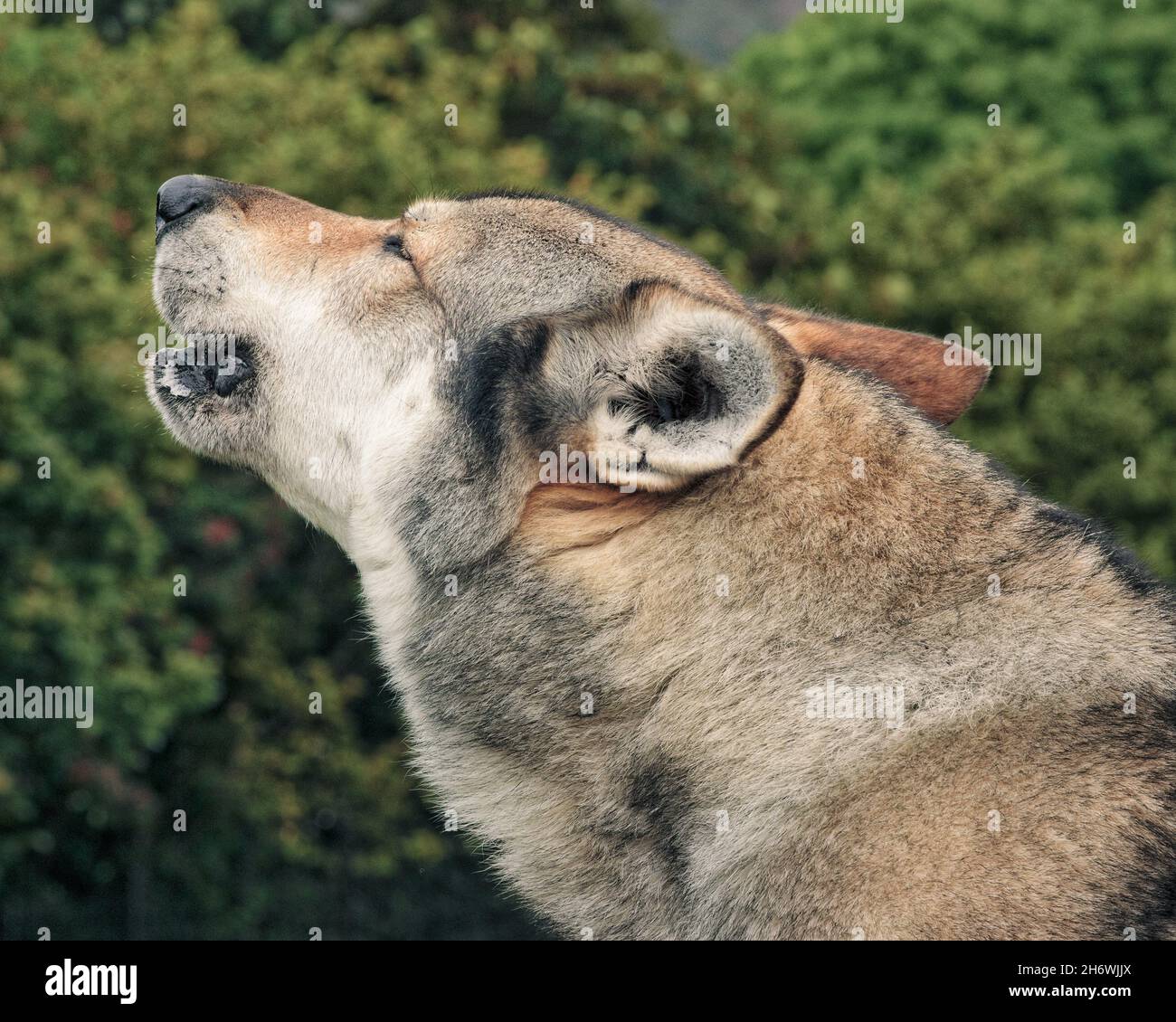 Wolf hybrid hi-res stock photography and images - Alamy