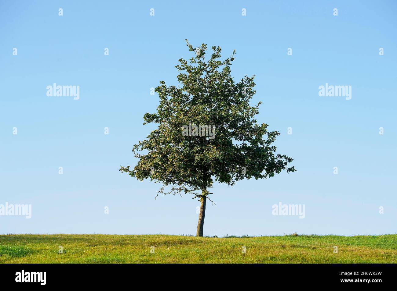 A solitary single tree standing alone in a grass farm field against a ...