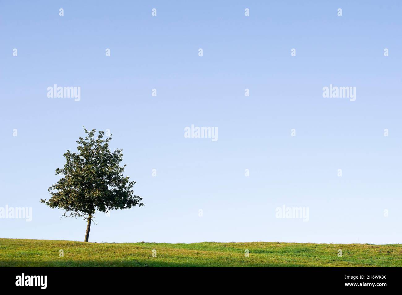 A single solitary tree, standing alone in a grass farm field against a ...