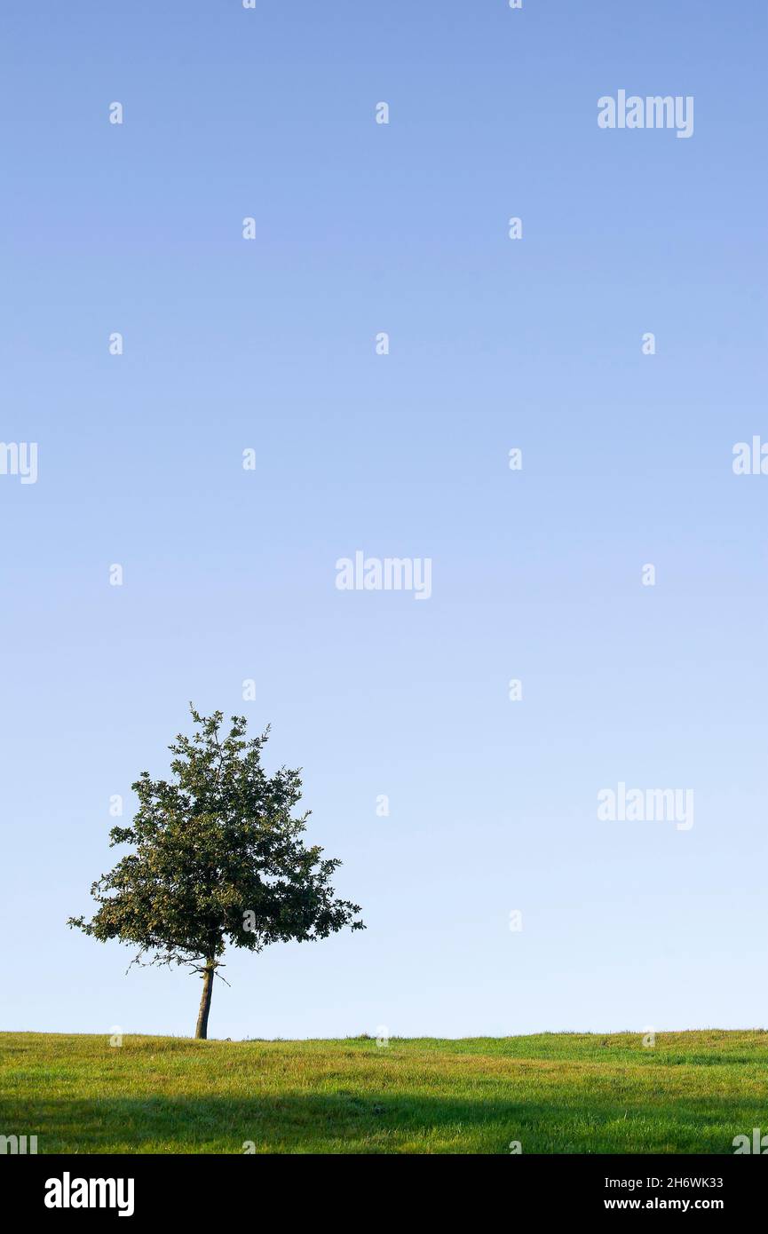 Sole tree hi-res stock photography and images - Alamy