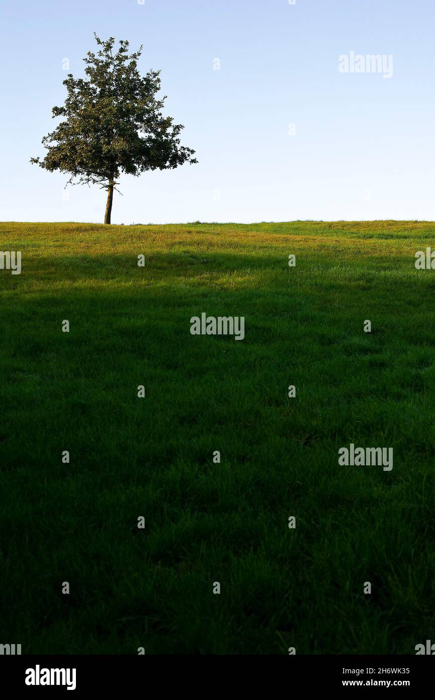 A solitary single tree, standing alone in a grass farm field against a ...