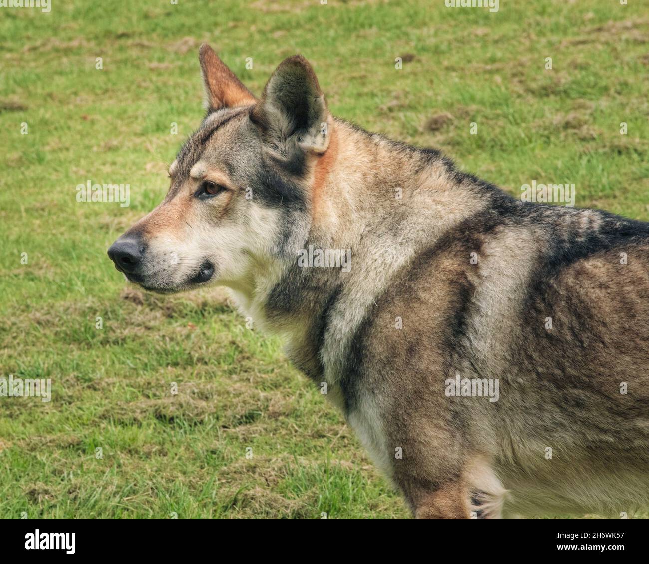 Hybrid wolf hi-res stock photography and images - Alamy