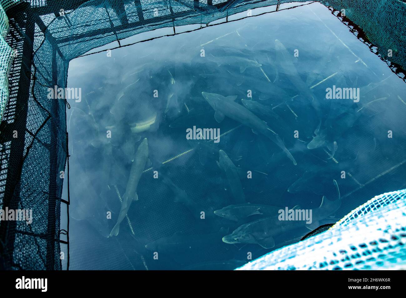 Fish farm for breeding sturgeon fry. Concept aquaculture pisciculture ...