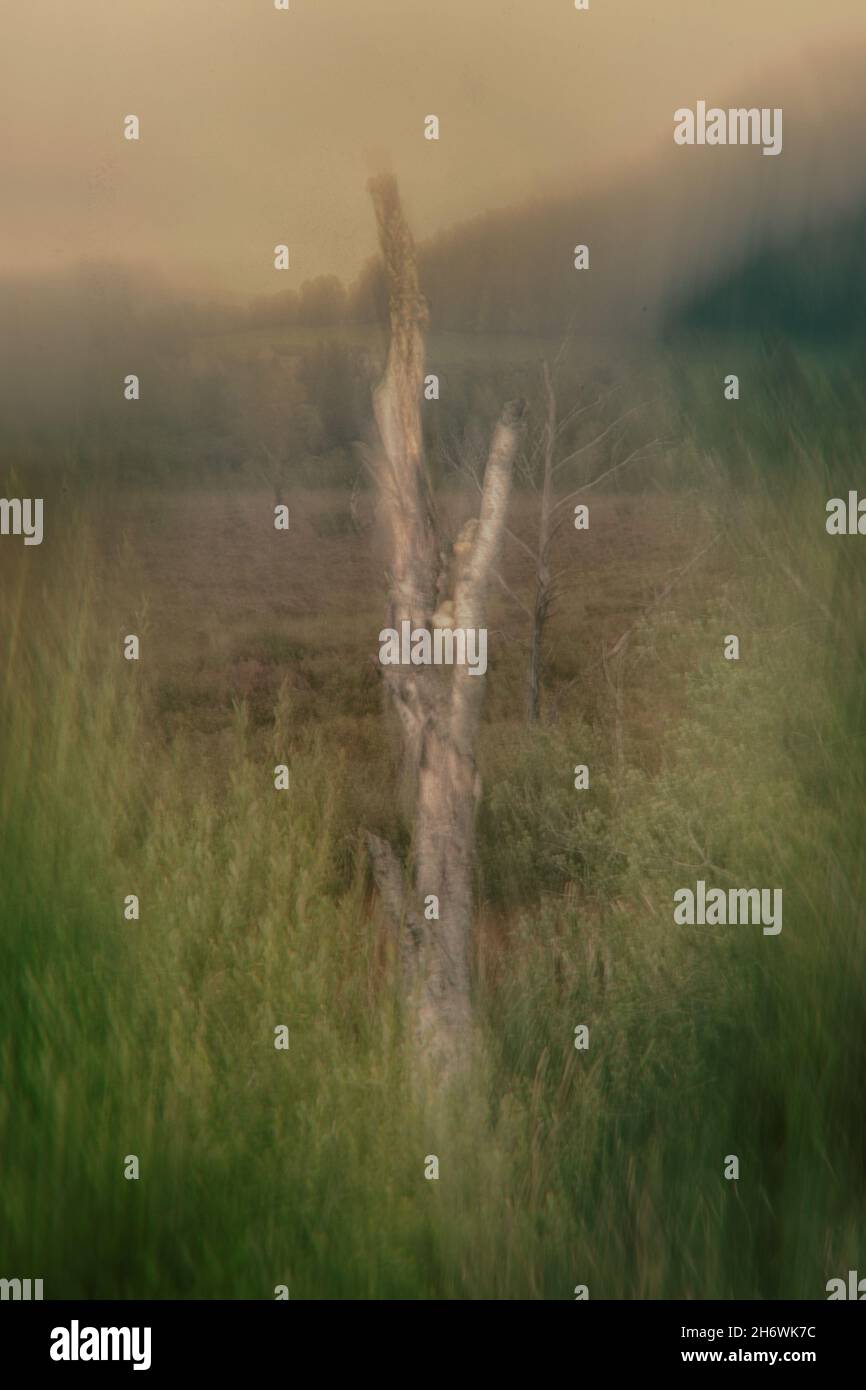 The Forest Snag. Dead Tree Standing. (An Impressionist Pictorial ...