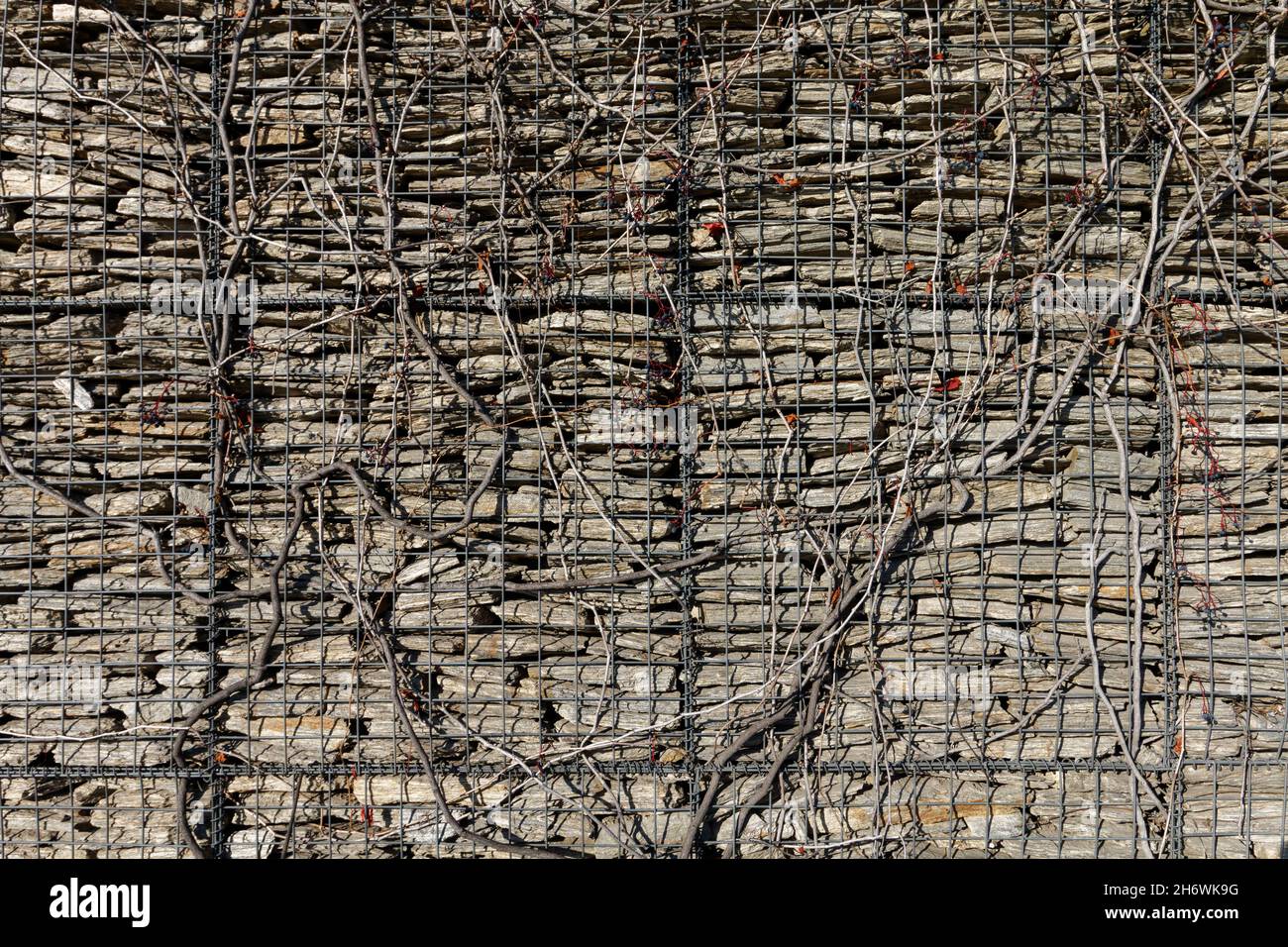 Gabion wall with some tree roots Stock Photo - Alamy