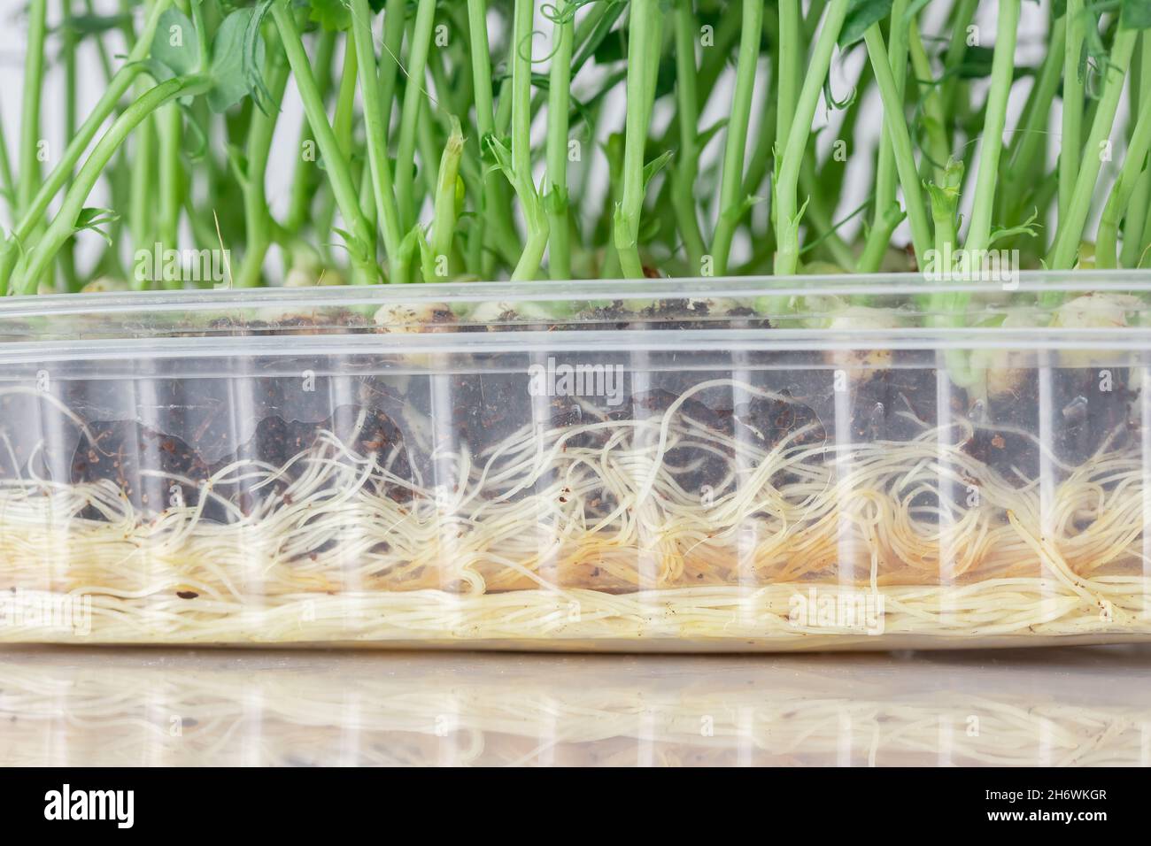 Closeup root system Microgreen sprouts baby beans pea in tray on white ...