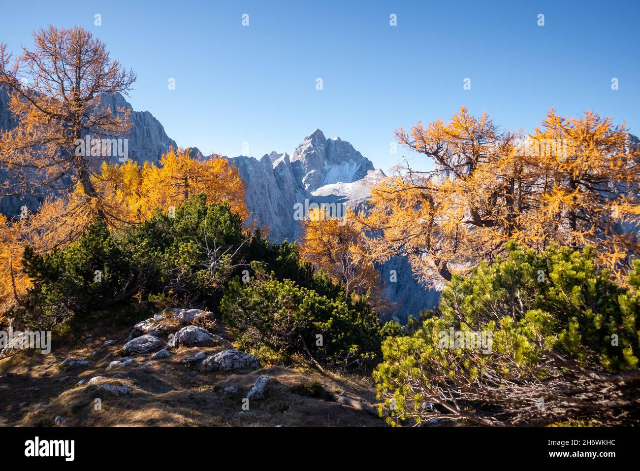 Beautiful golden larches in mountains at fall season Stock Photo - Alamy