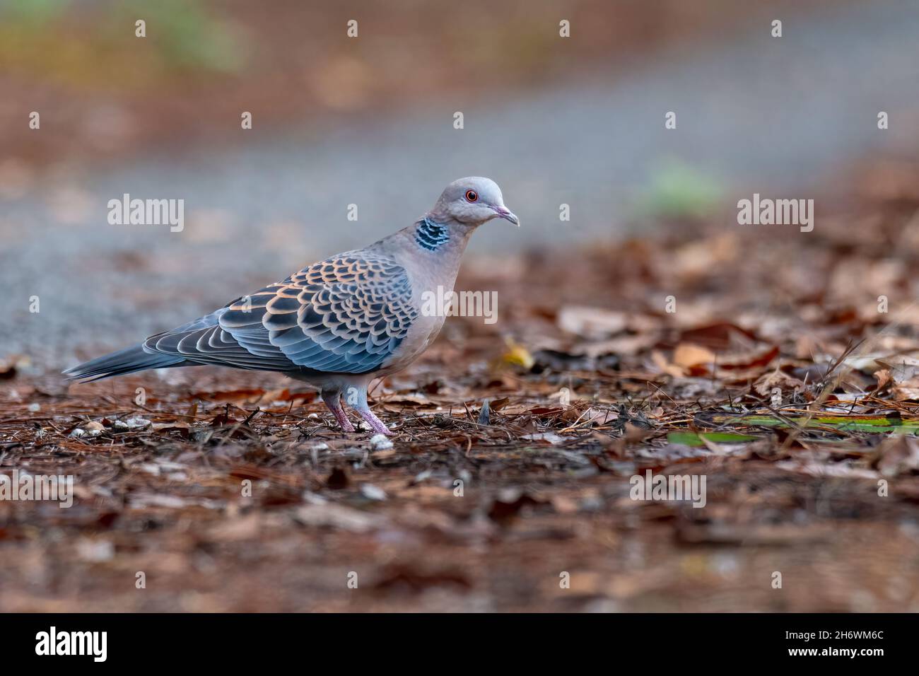 Oriental Turtle Dove perching on leafy ground looking into a distance ...