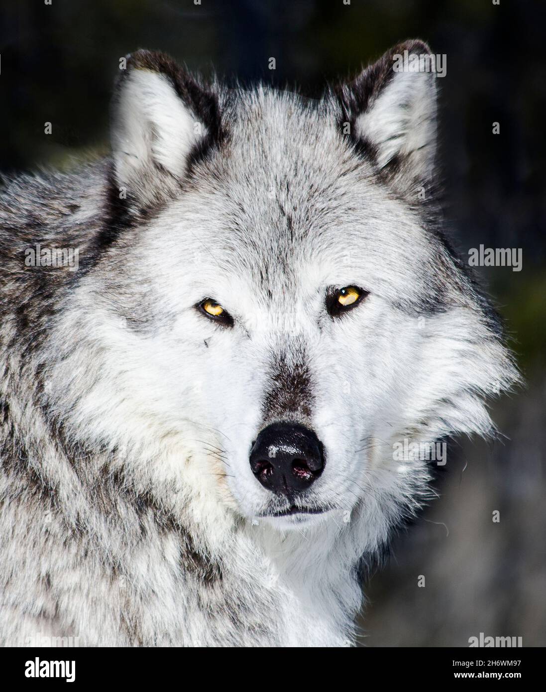 Yellowstone wolf portrait hi-res stock photography and images - Alamy