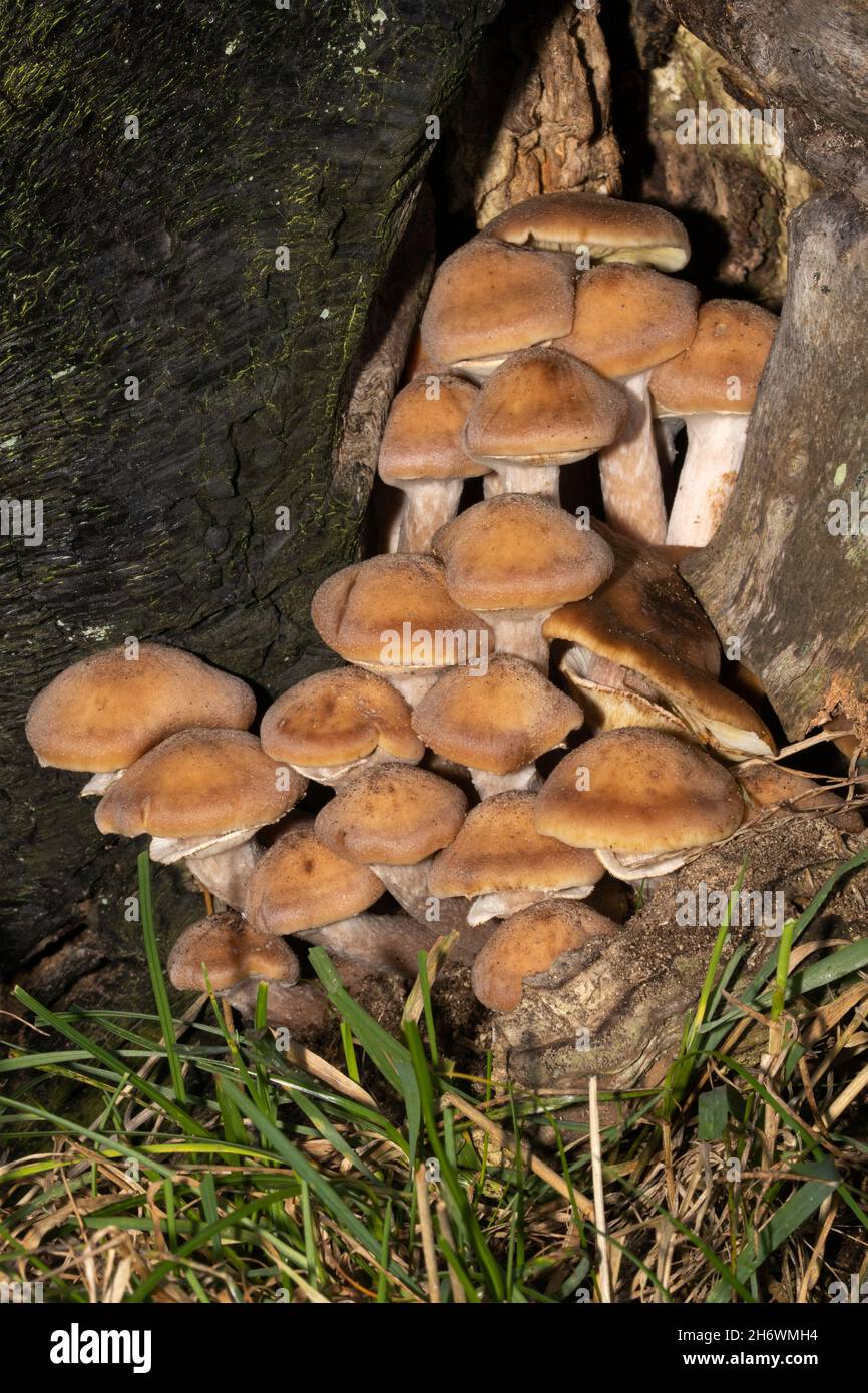 Similar to the poisonous Funeral bell, the Sheathed Woodtuft usually ...