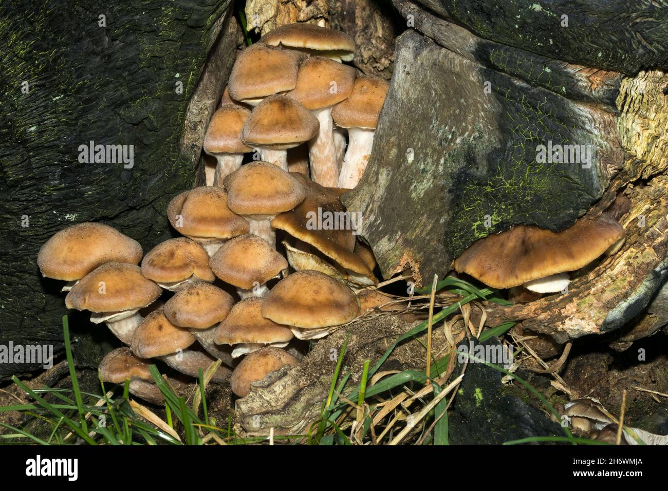 Similar to the poisonous Funeral Bell, the Sheathed Woodtuft usually ...