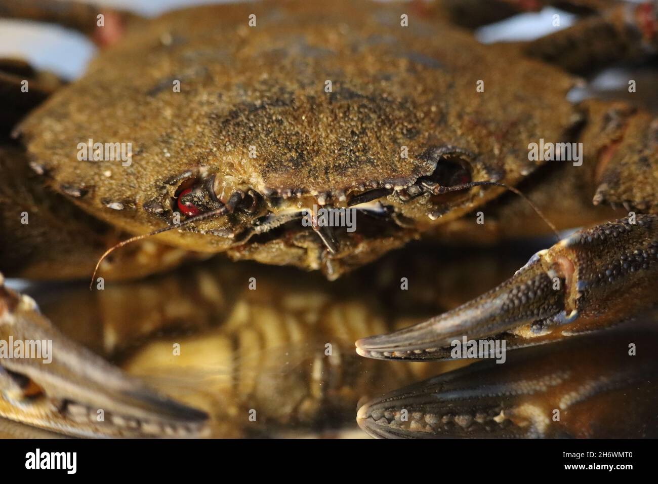 Small dried crab hi-res stock photography and images - Alamy