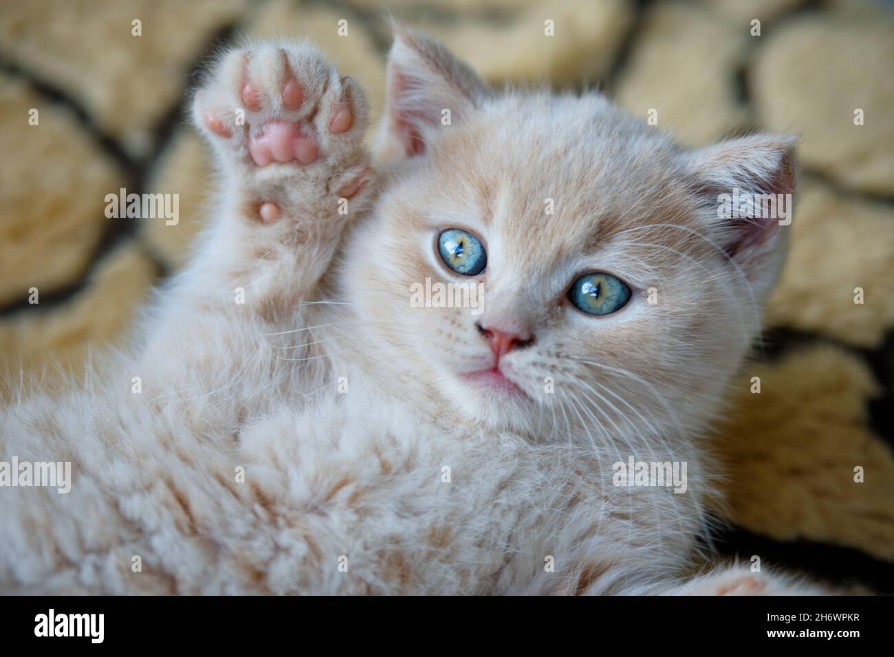 Domestic cat paw and mouth hi-res stock photography and images - Alamy