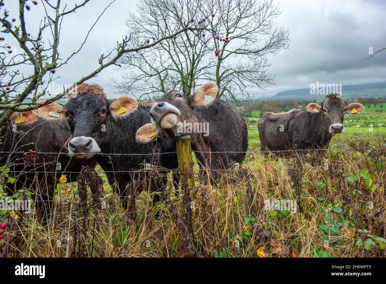 Whitewell, Clitheroe, Lancashire, UK. 18th Nov, 2021. A handy post for ...