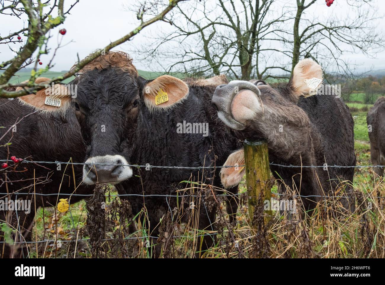Whitewell, Clitheroe, Lancashire, UK. 18th Nov, 2021. A handy post for ...