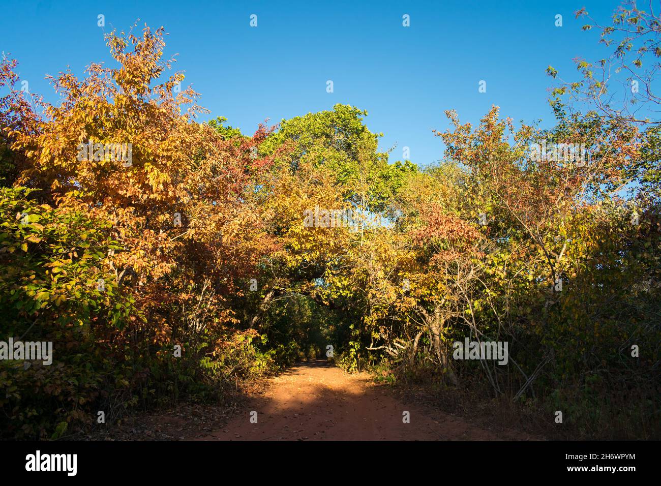 A path in the colorful caatinga forest in autumn (beginning of the dry ...