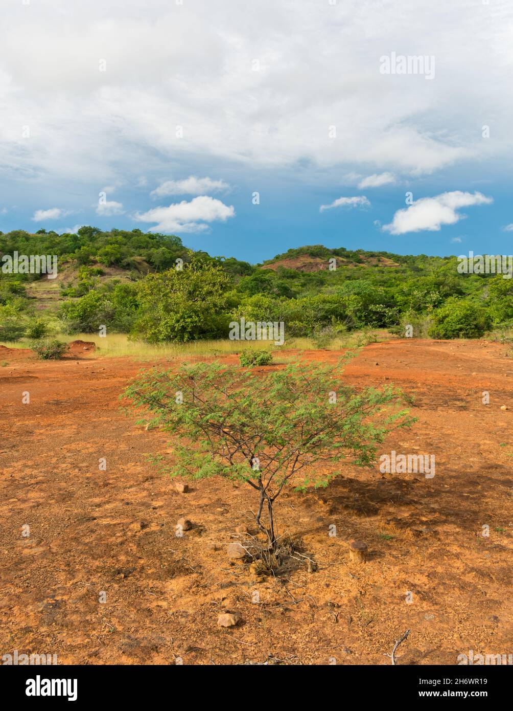 Cerrado landscape brazil hi-res stock photography and images - Alamy