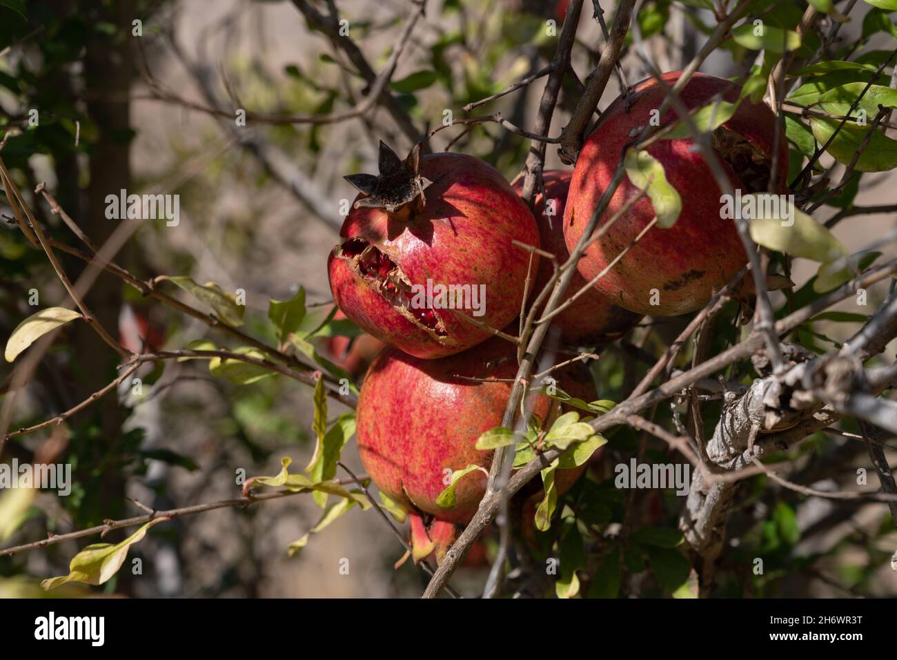 Tree with grenades hi-res stock photography and images - Alamy