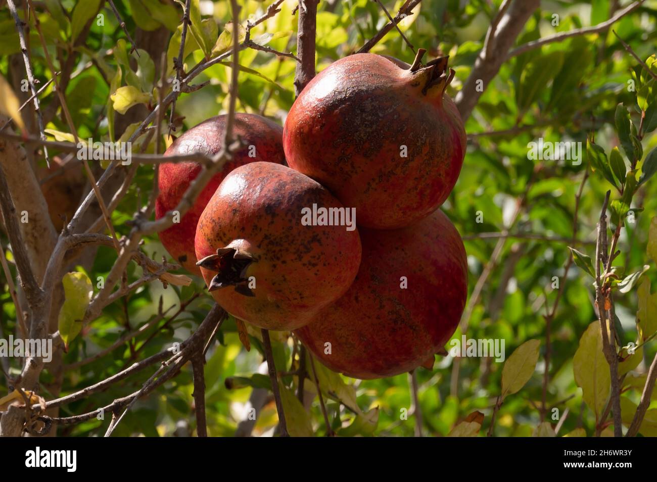 Tree with grenades hi-res stock photography and images - Alamy
