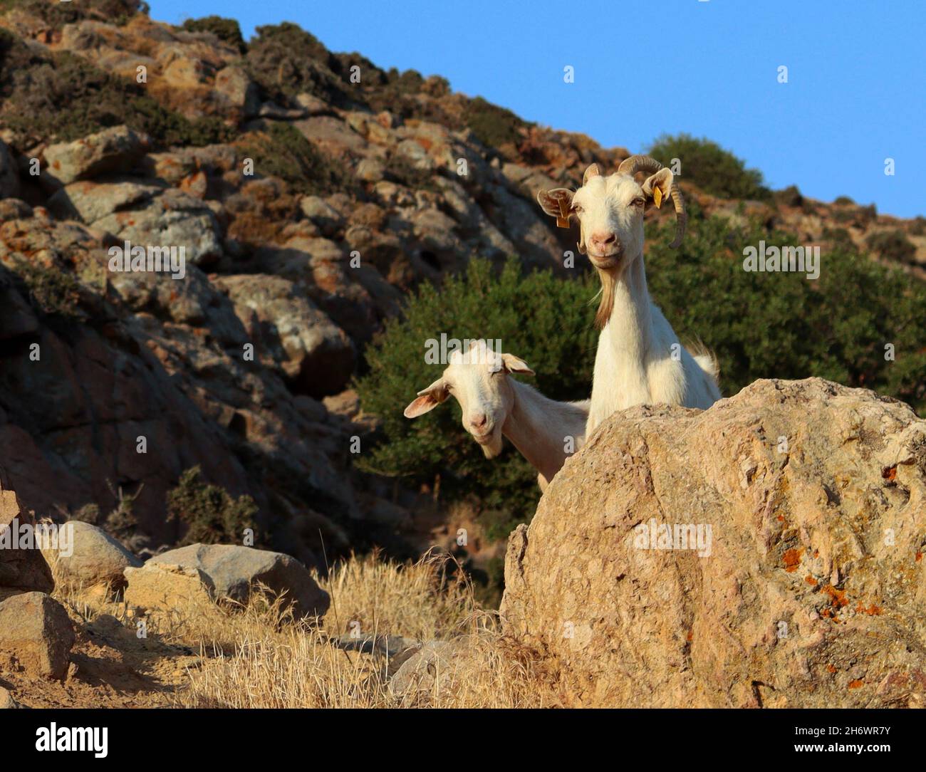 Wildlife goat hi-res stock photography and images - Alamy