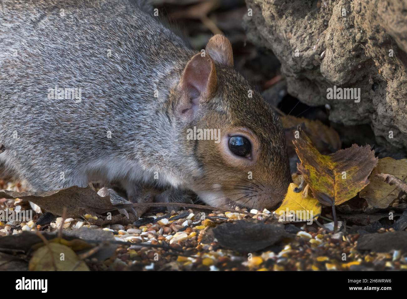 Leaves under your feet hi-res stock photography and images - Alamy