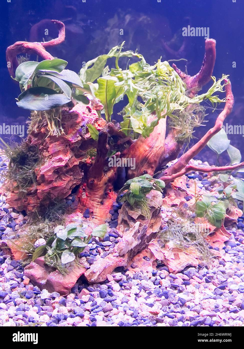 aqua scaping of an aquarium Stock Photo - Alamy