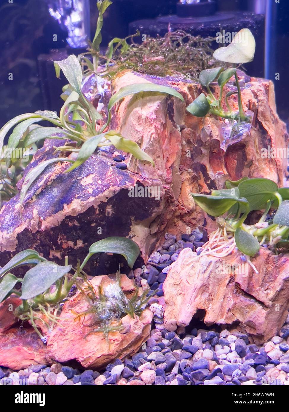 aqua scaping of an aquarium Stock Photo - Alamy