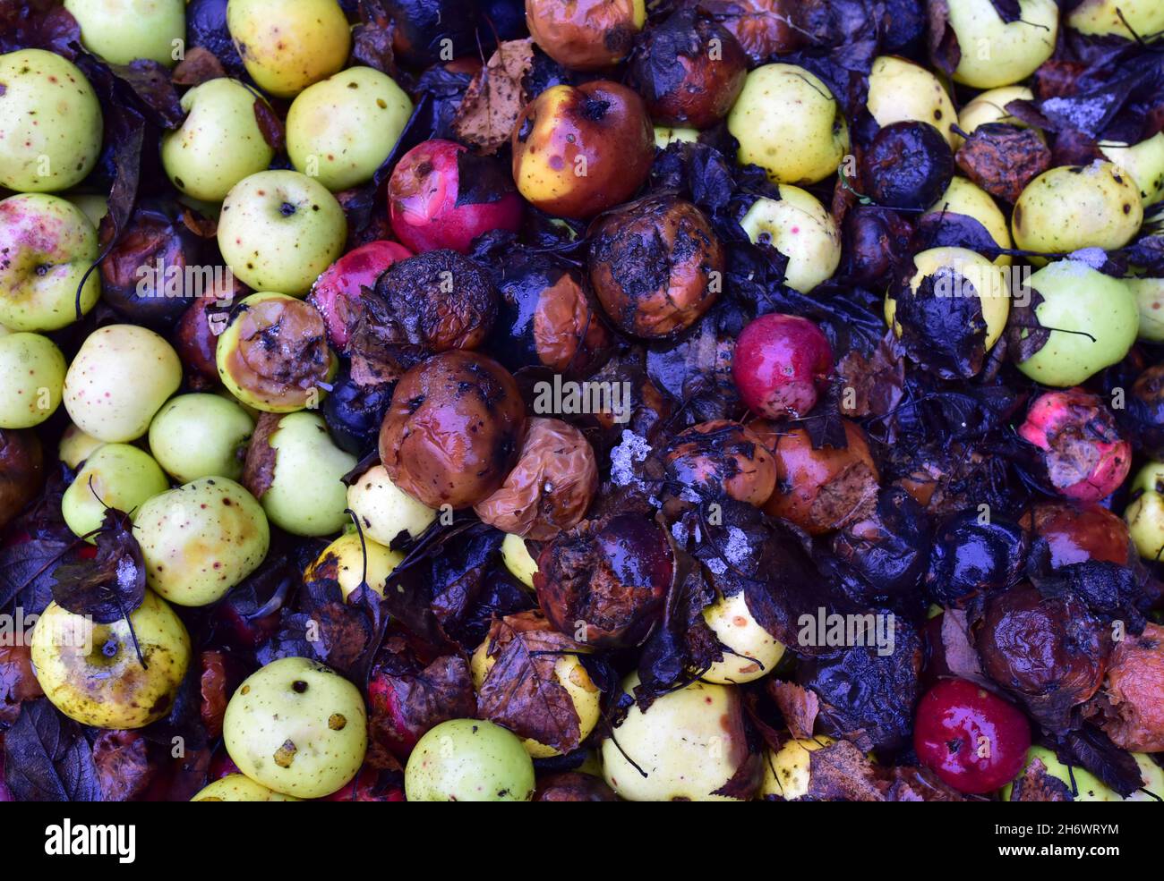 Rotten apples as discarded garbage lie on the ground. Bad apple and ...