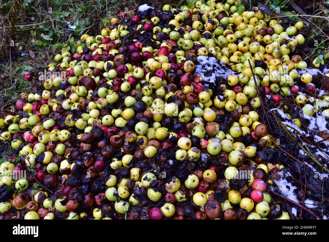 Rotten apples as discarded garbage lie on the ground. Bad apple and ...
