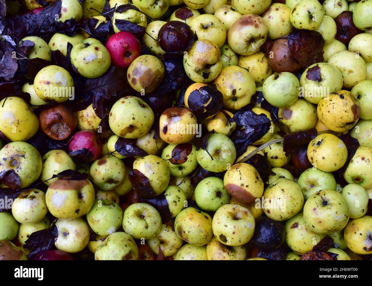 Rotten apples as discarded garbage lie on the ground. Bad apple and ...