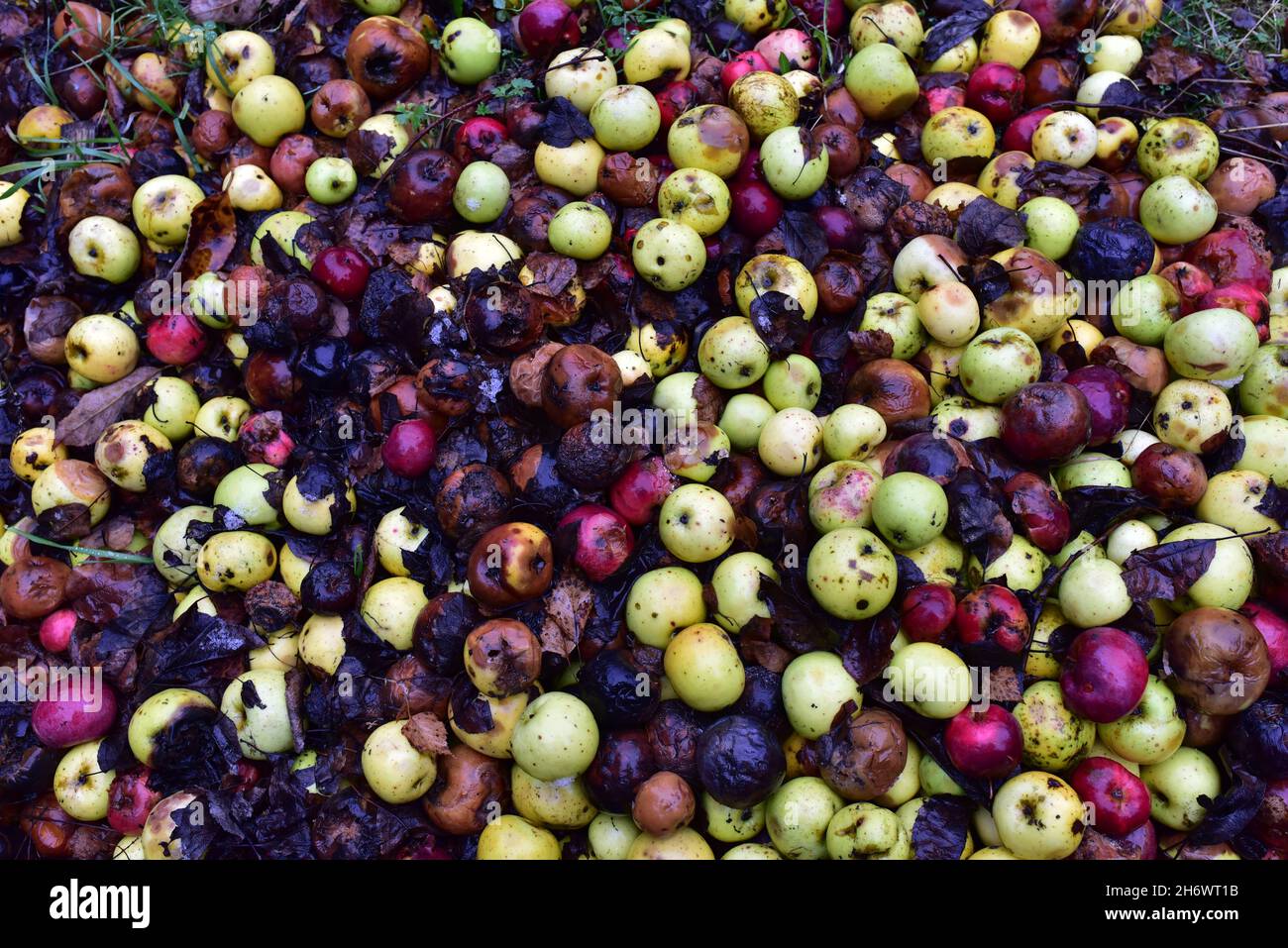 Rotten apples as discarded garbage lie on the ground. Bad apple and ...