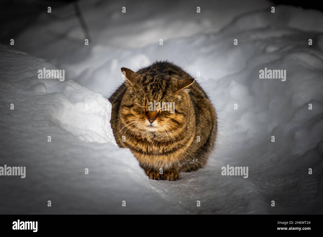 Fluffy bright cat sitting on the snow Stock Photo - Alamy