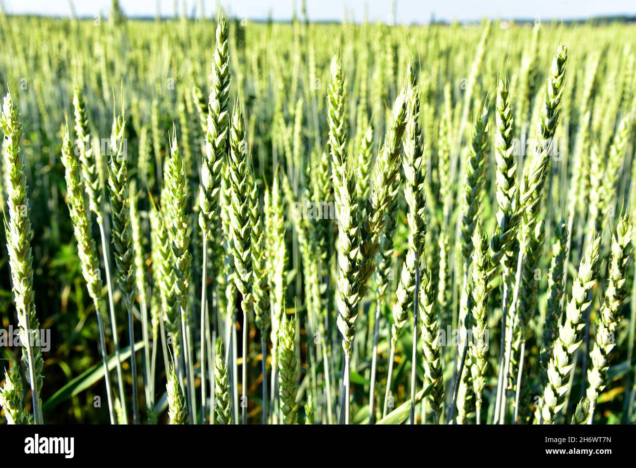 Field with green wheat. Farm concept, production of flour, bread and ...