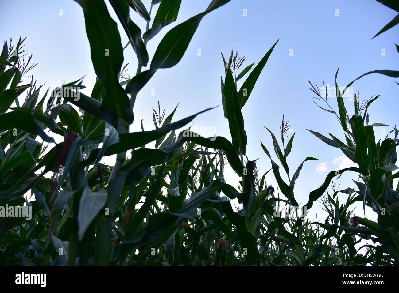 Young corn plants in a field. Maize or sweetcorn plants background ...